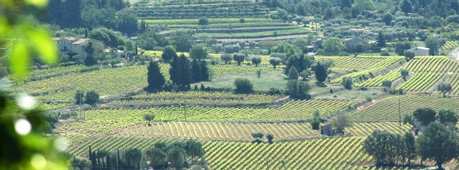 Vineyard Bandol, the wine between sea and mountains | Hecht & Bannier